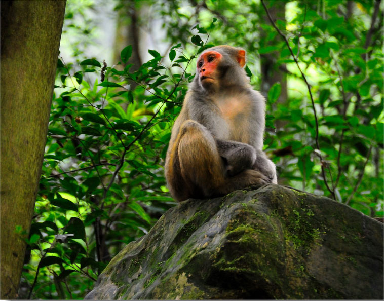 Golden Whip Stream - Zhangjiajie National Forest Park Scenic Spots ...