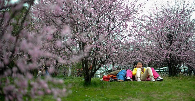 Tourists Enjoy Blossoming Flowers in China's Changsha - Zhangjiajie ...