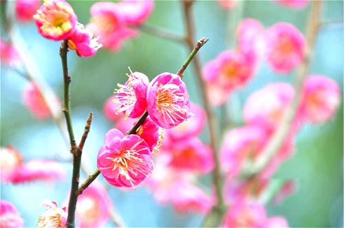 World Famous Flowers Bloom in Hunan Botanical Garden - Zhangjiajie ...